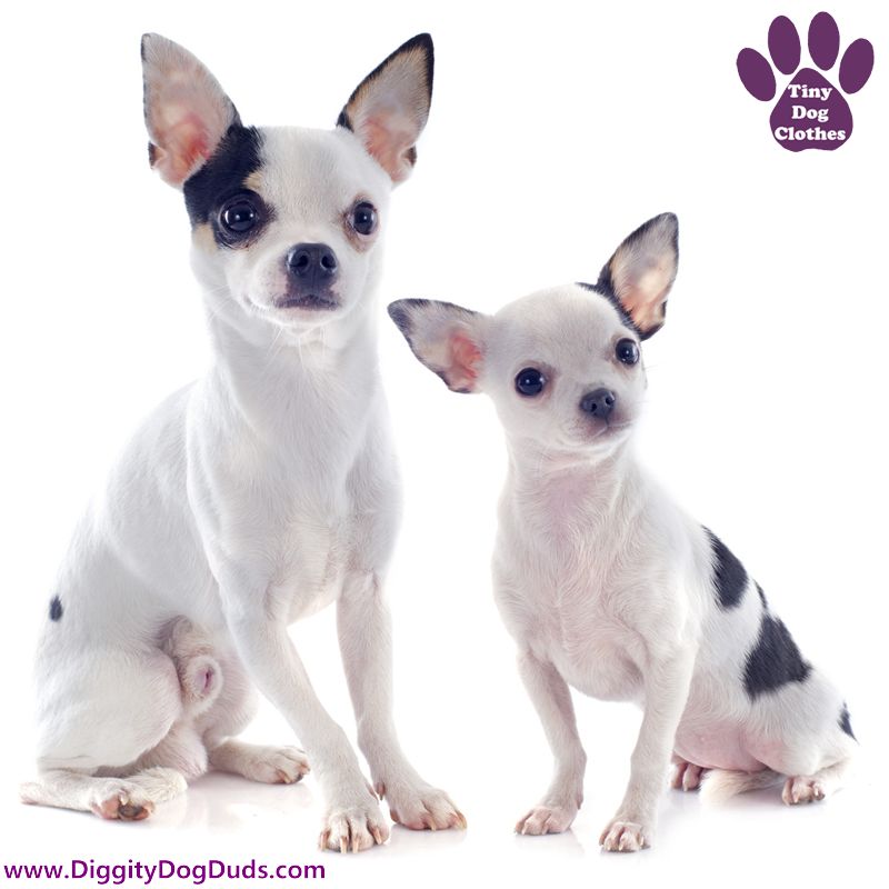 History Timeline Of The Chihuahua Dog Breed – TRLP
